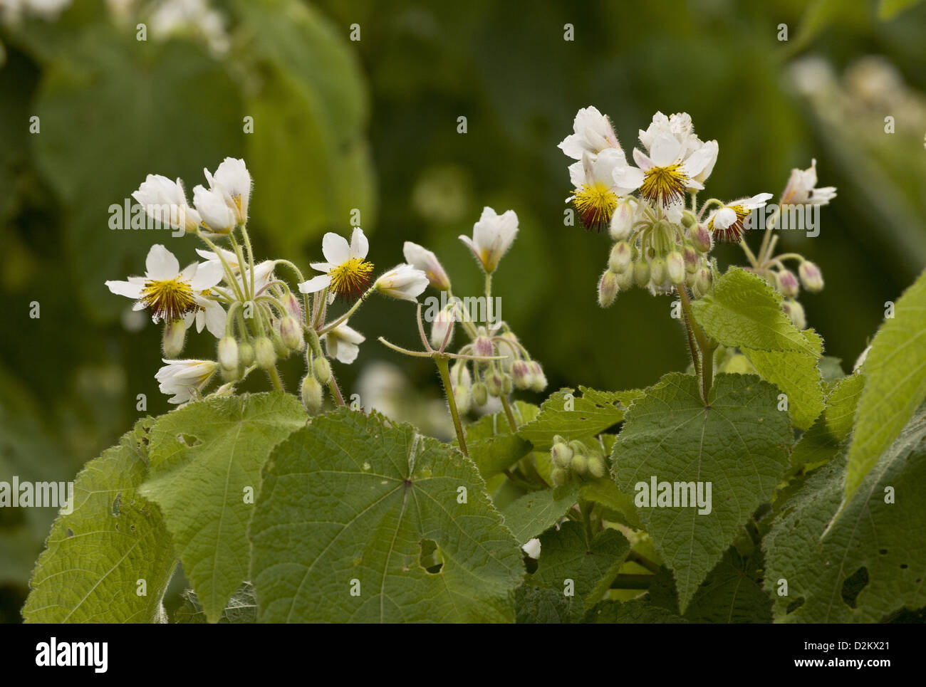 African hemp (Sparmannia africana) in flower, close-up, South Africa ...