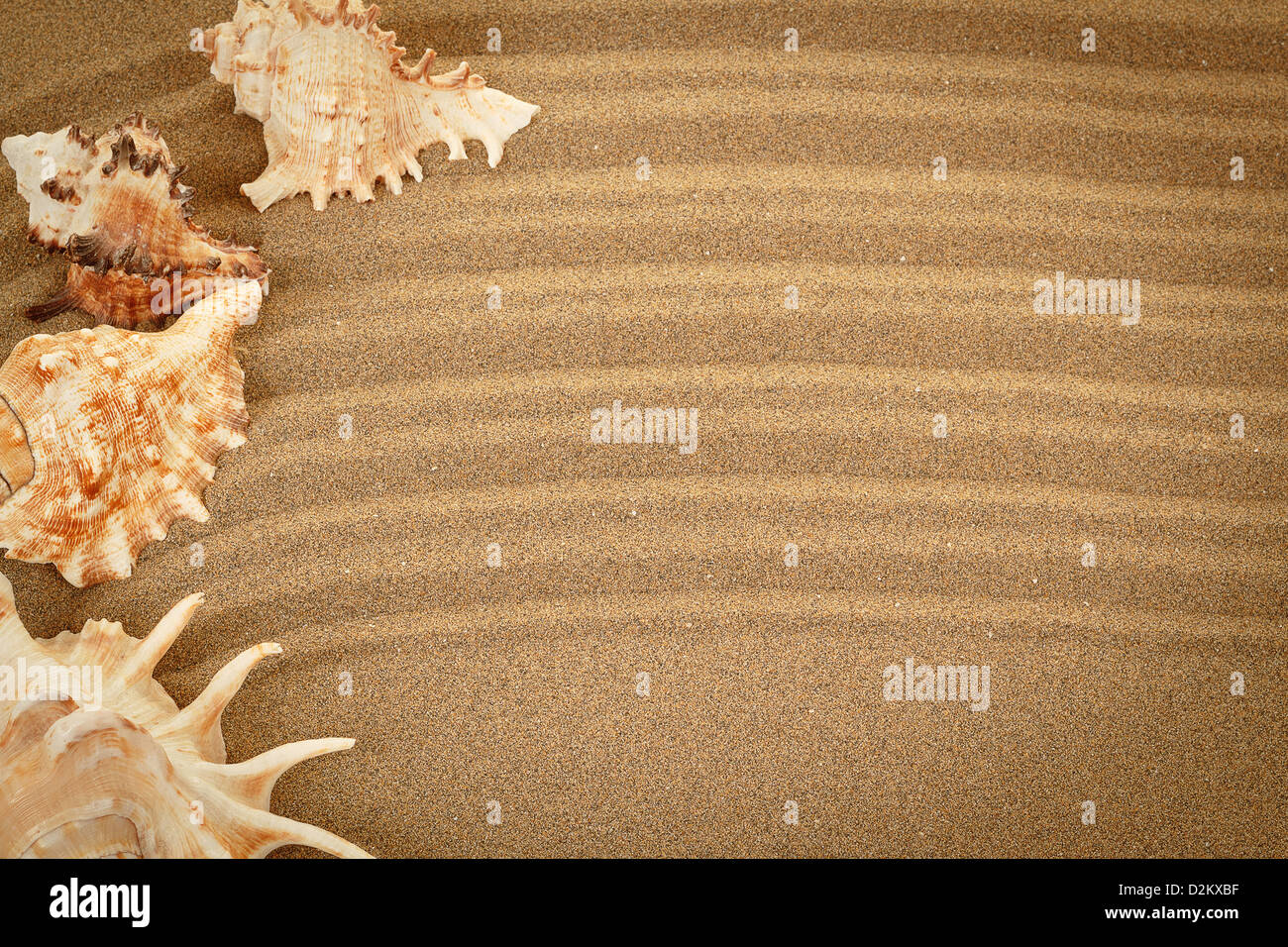 sea shells with sand as background or backdrop Stock Photo - Alamy