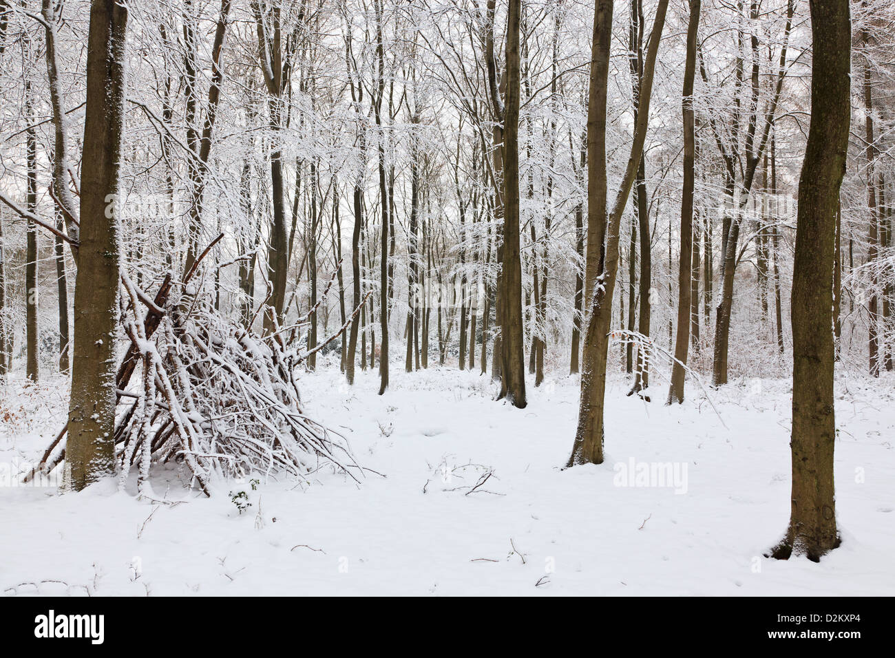 A snow covered shelter built by the local cub scouts in Chawton Park ...