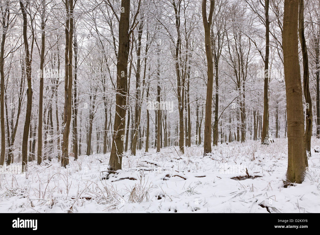 A snow covered forest at Chawton Park woods in Hampshire, England Stock ...
