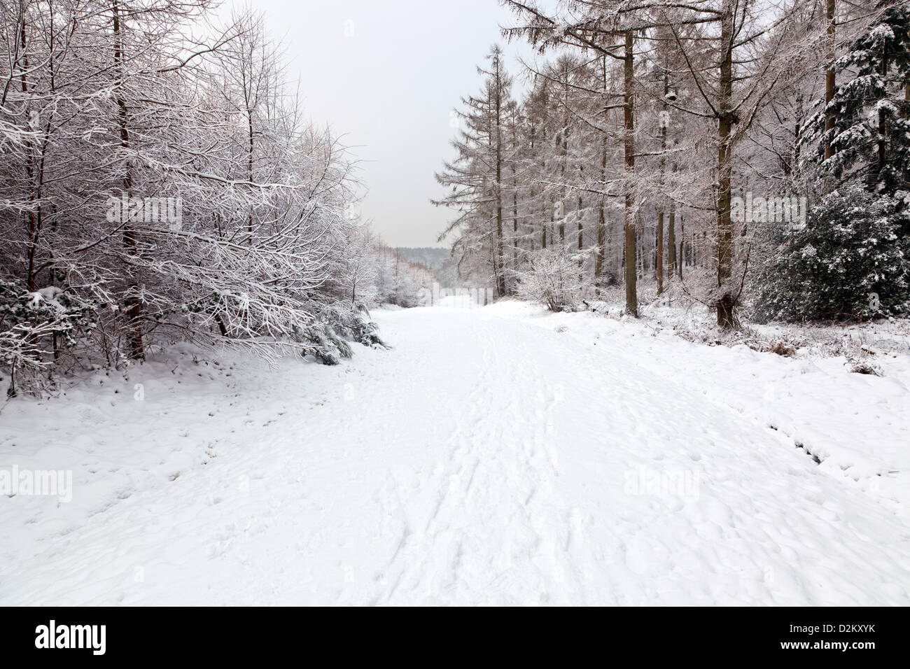 Snow in Chawton Park woods, Hampshire, England Stock Photo - Alamy