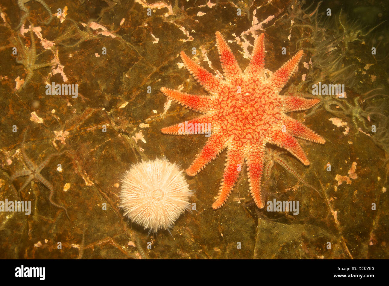 Sun starfish - echinoderms - photographed at St Abb's marine nature ...
