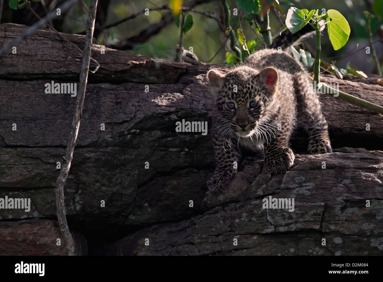 Baby leopard hi-res stock photography and images - Alamy