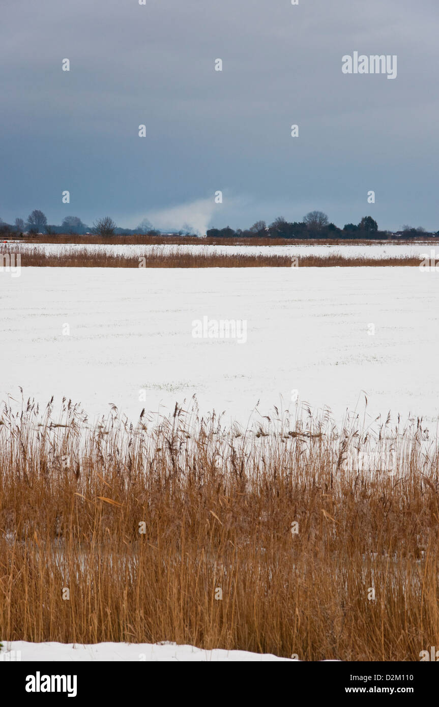 Norfolk reed in snow Phragmites australis Phragmites communis Stock ...