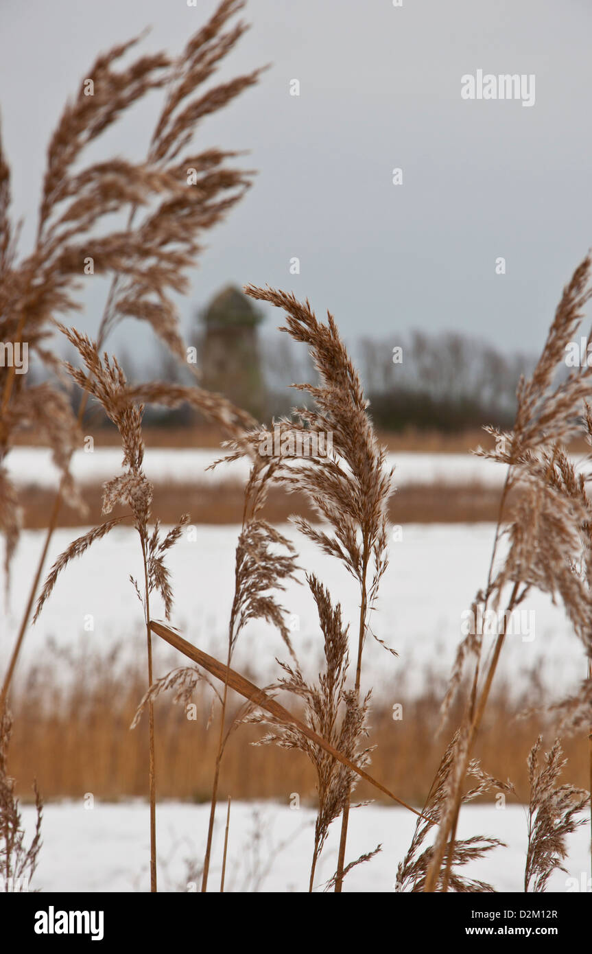 Snow in the reed hi-res stock photography and images - Alamy