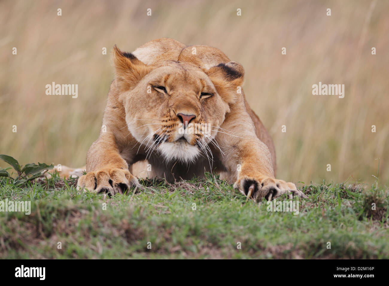 Stretching lion hi-res stock photography and images - Alamy