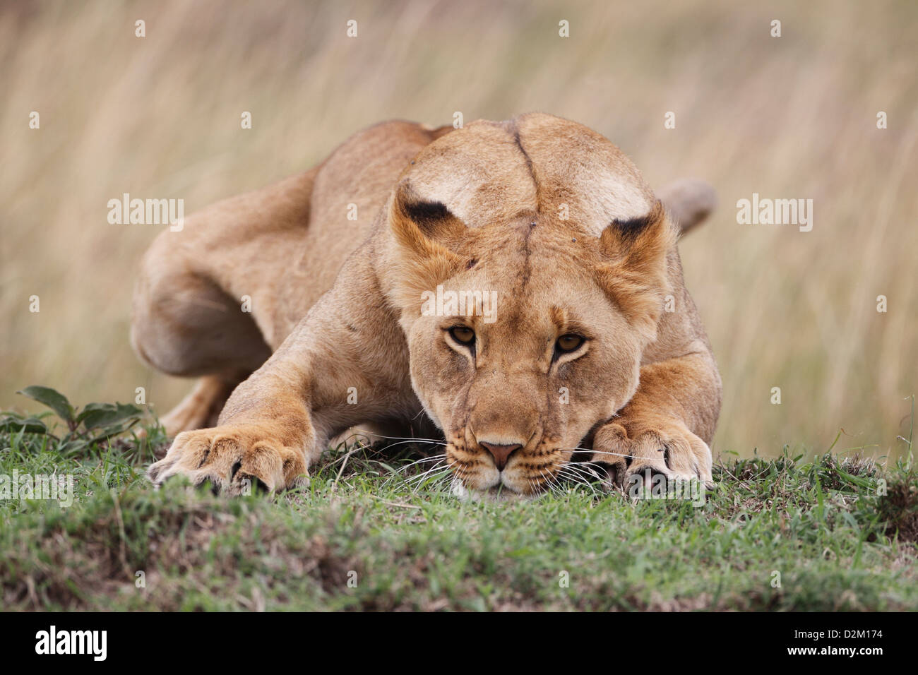 Lion stretching, Masai Mara, Kenya Loewe lion Panthera leo Stock Photo ...