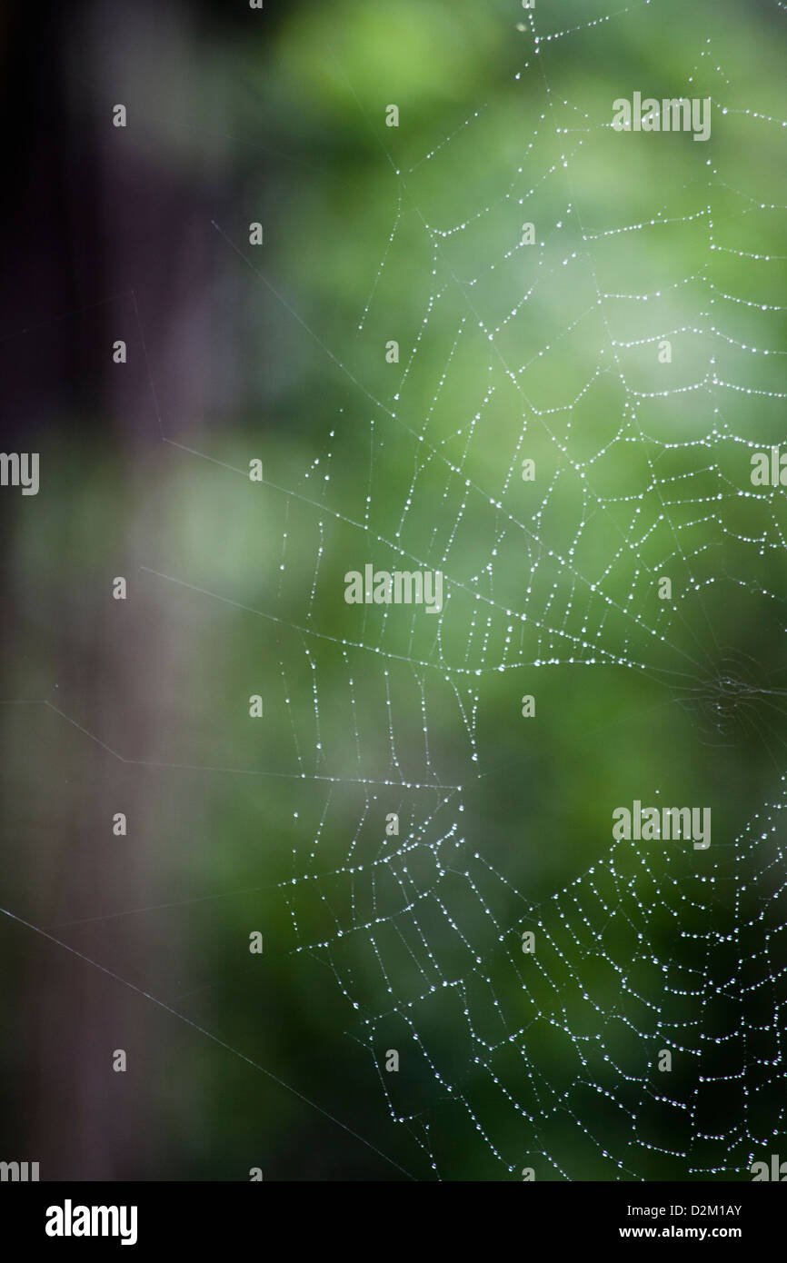 Close up spider hi-res stock photography and images - Alamy