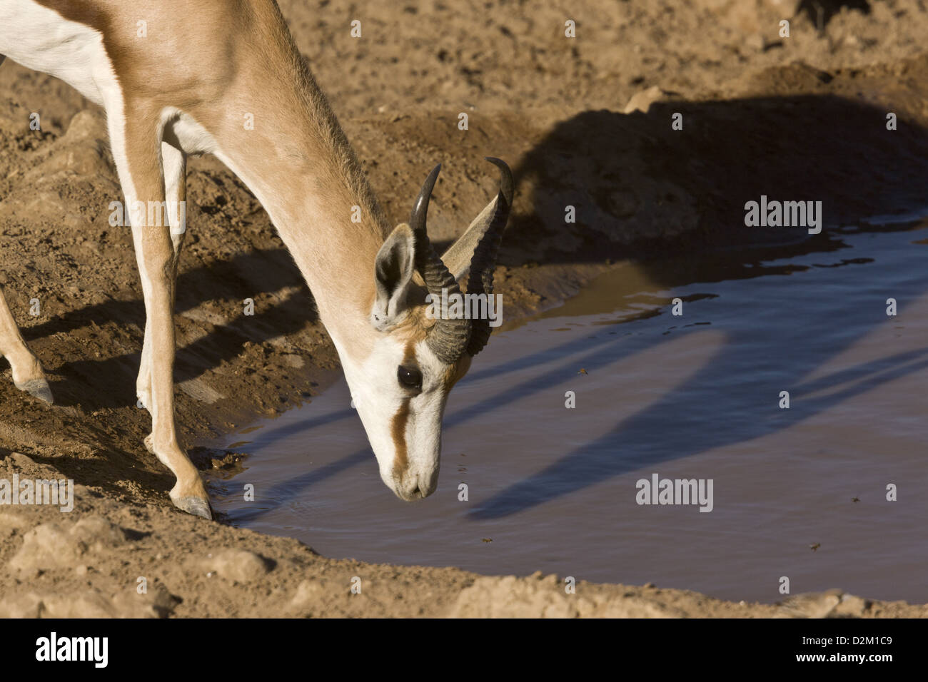 Springbok (Antidorcas marsupialis) drinking, Kalahari desert, South ...