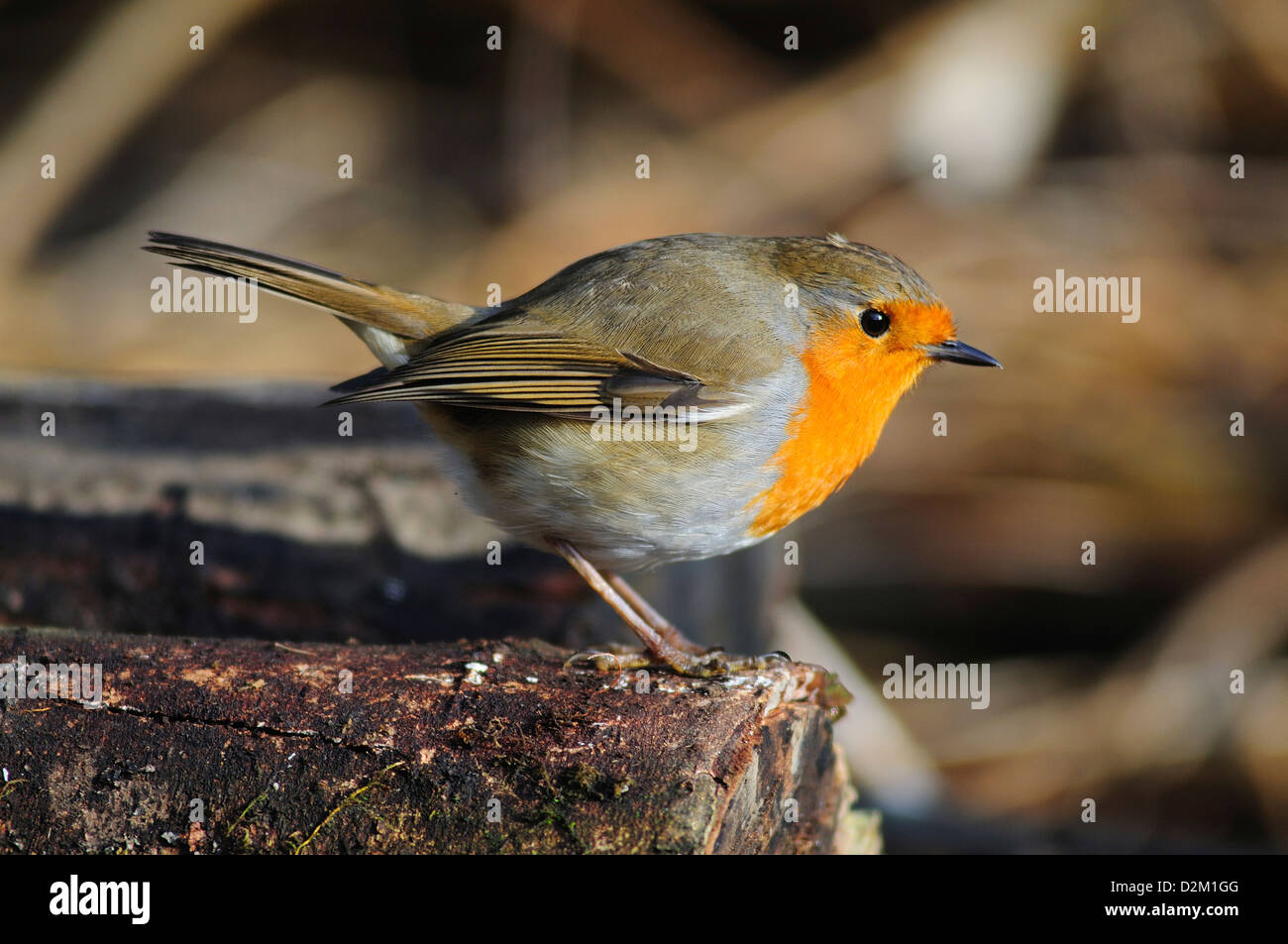 A robin on a log hi-res stock photography and images - Alamy