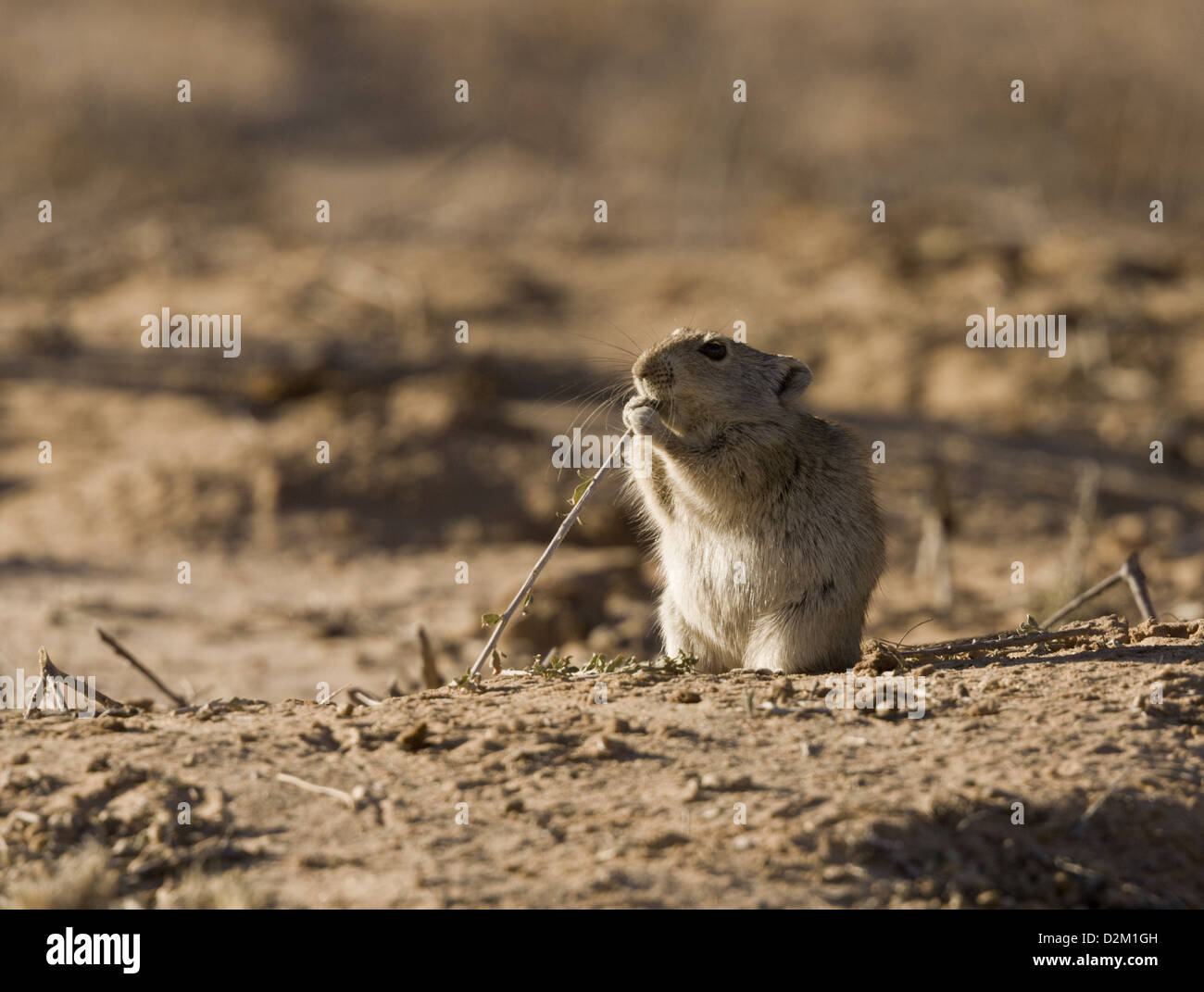 Desert rats hi-res stock photography and images - Alamy