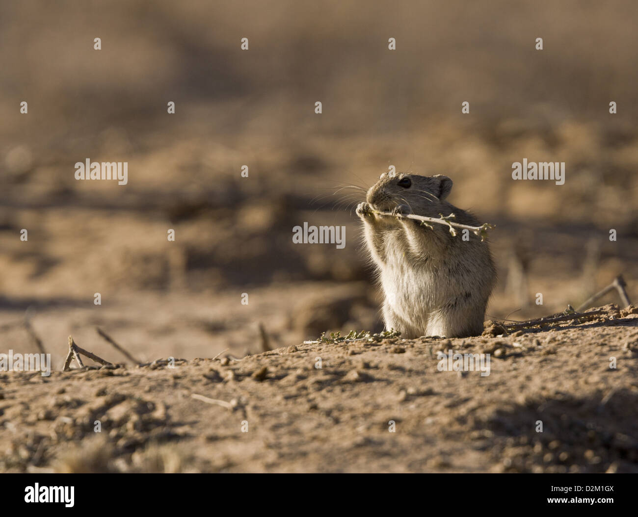 Desert rat hi-res stock photography and images - Alamy