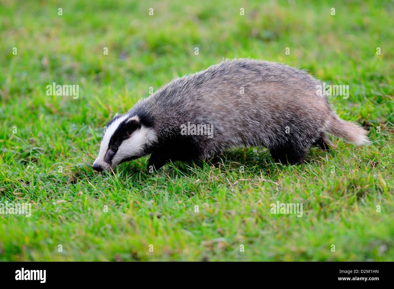 Badger running hi-res stock photography and images - Alamy