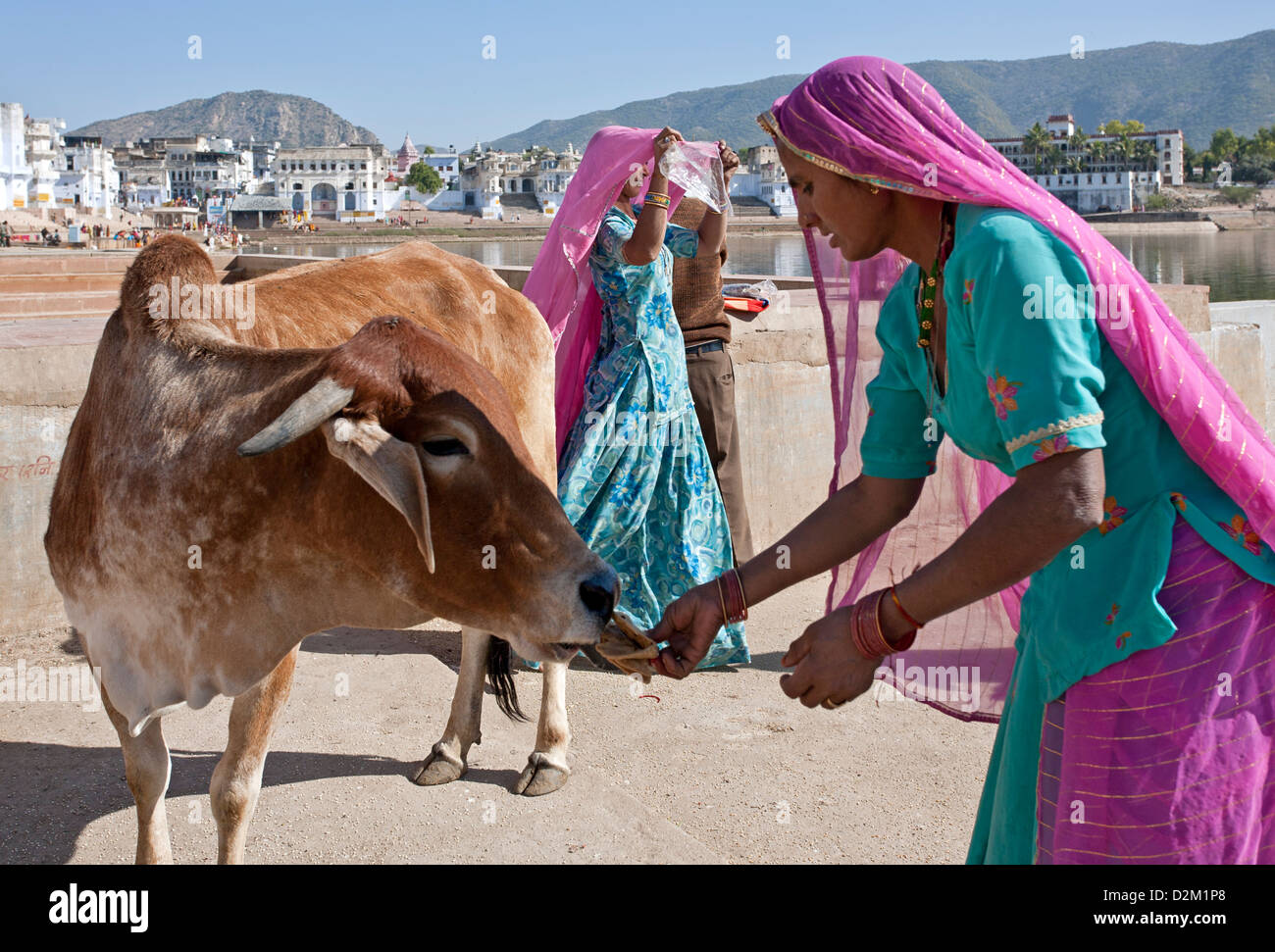 Holy cow pushkar hindu tradition hi-res stock photography and images ...