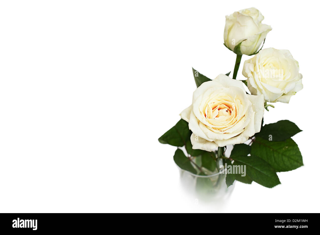 Three white roses, isolated on white, with copyspace Stock Photo - Alamy
