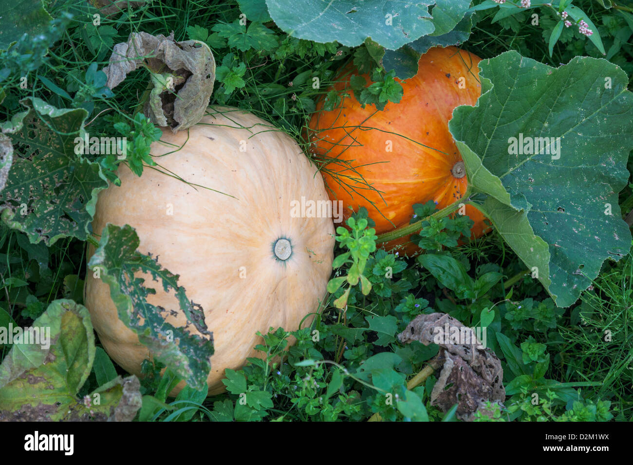 Pumpkins ripening on an allotment Stock Photo - Alamy