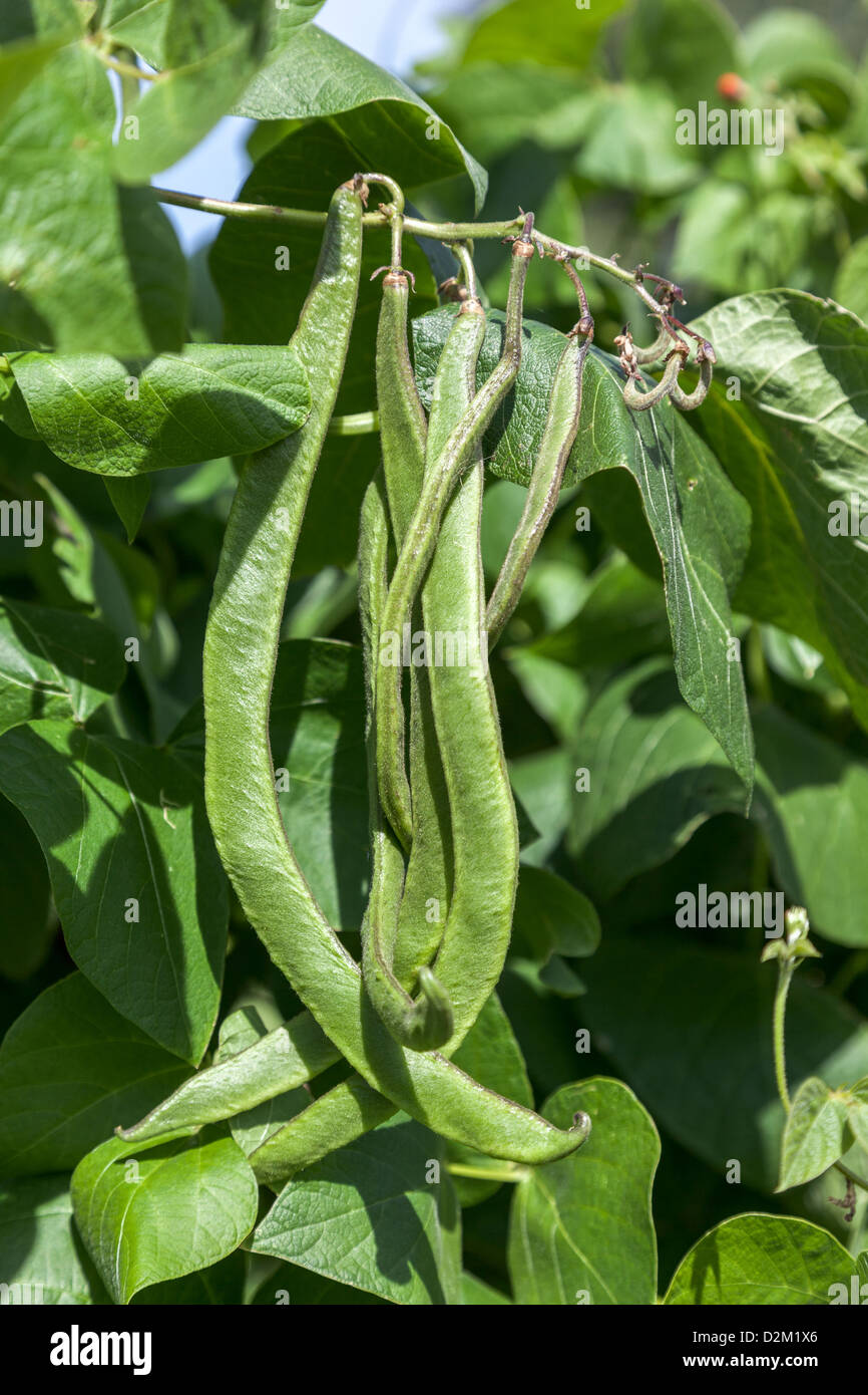 Runner beans growing on an allotment Stock Photo - Alamy