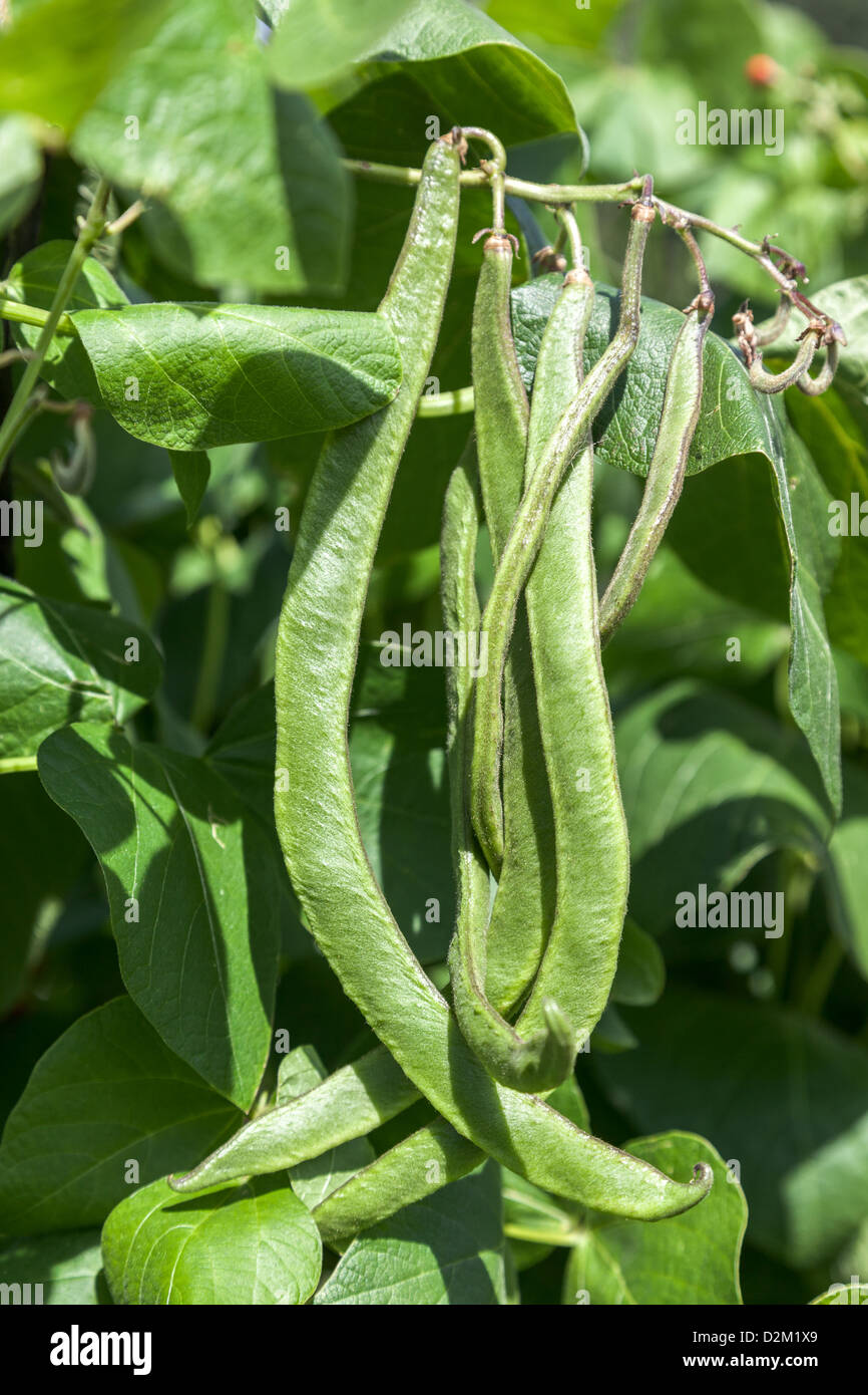 Runner beans growing on an allotment Stock Photo - Alamy