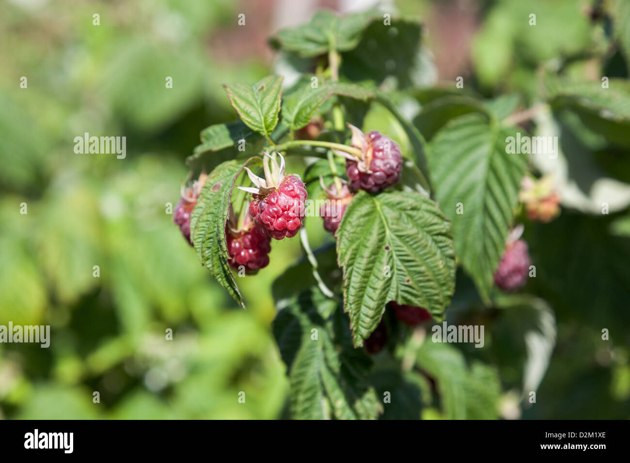 Raspberry patch hi-res stock photography and images - Alamy