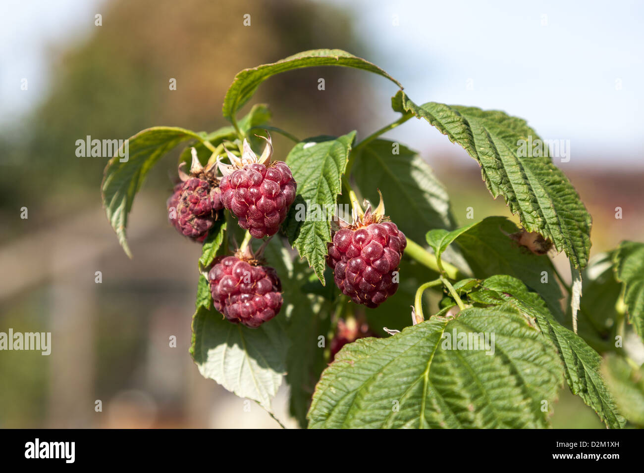 Raspberries growing in an allotment Stock Photo - Alamy