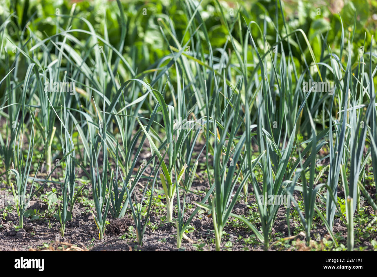 Allium Porrum Stock Photos & Allium Porrum Stock Images - Alamy