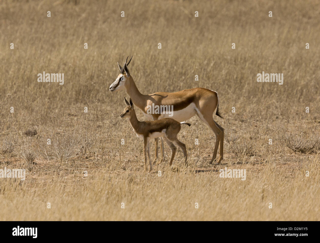 Springbok (Antidorcas marsupialis) adult and fawn, Kalahari Desert ...