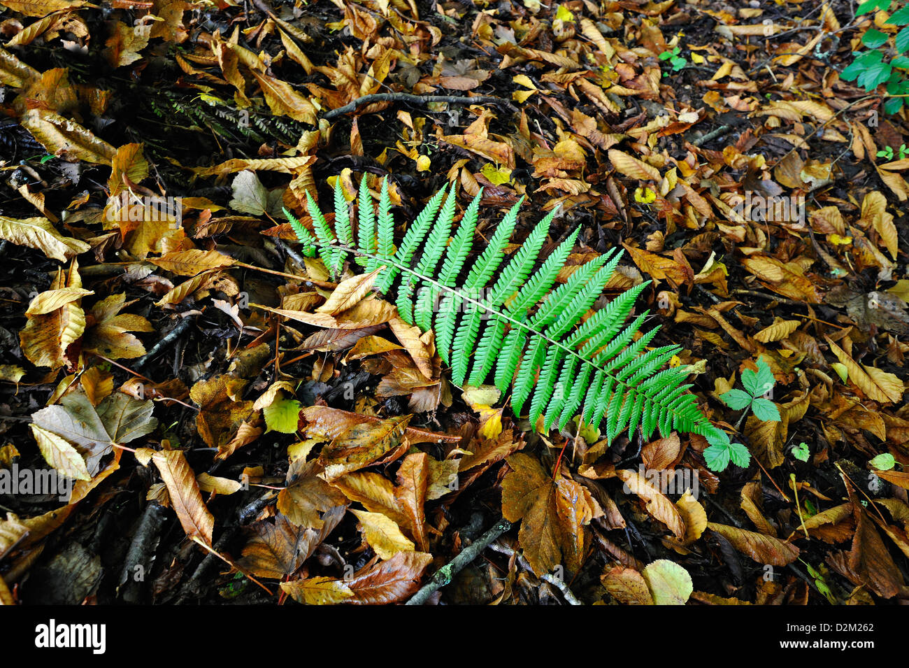 A green fern growing among autumn fall leaves in broad-leaved woodlands ...