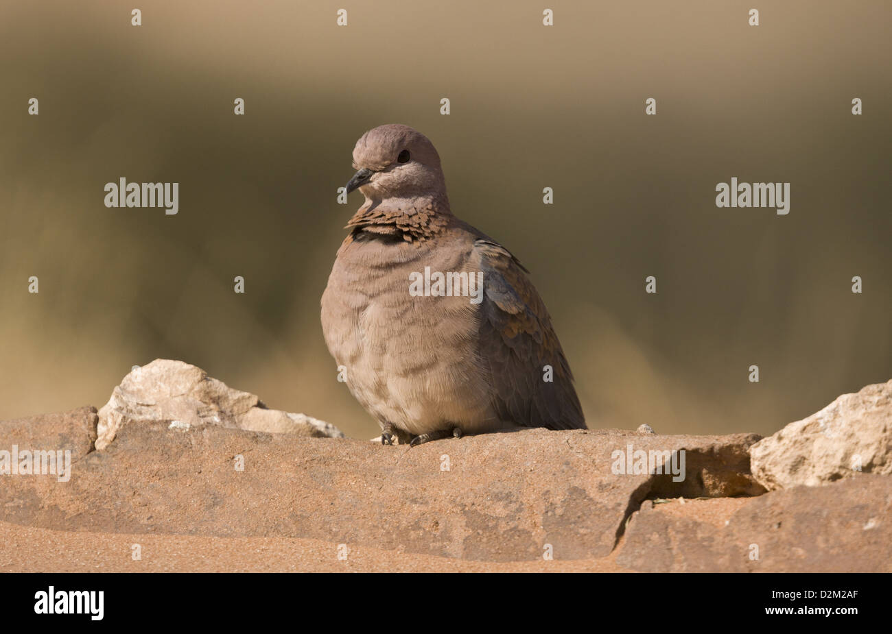 Laughing Dove (Streptopelia senegalensis) perched on wall, Kalahari ...