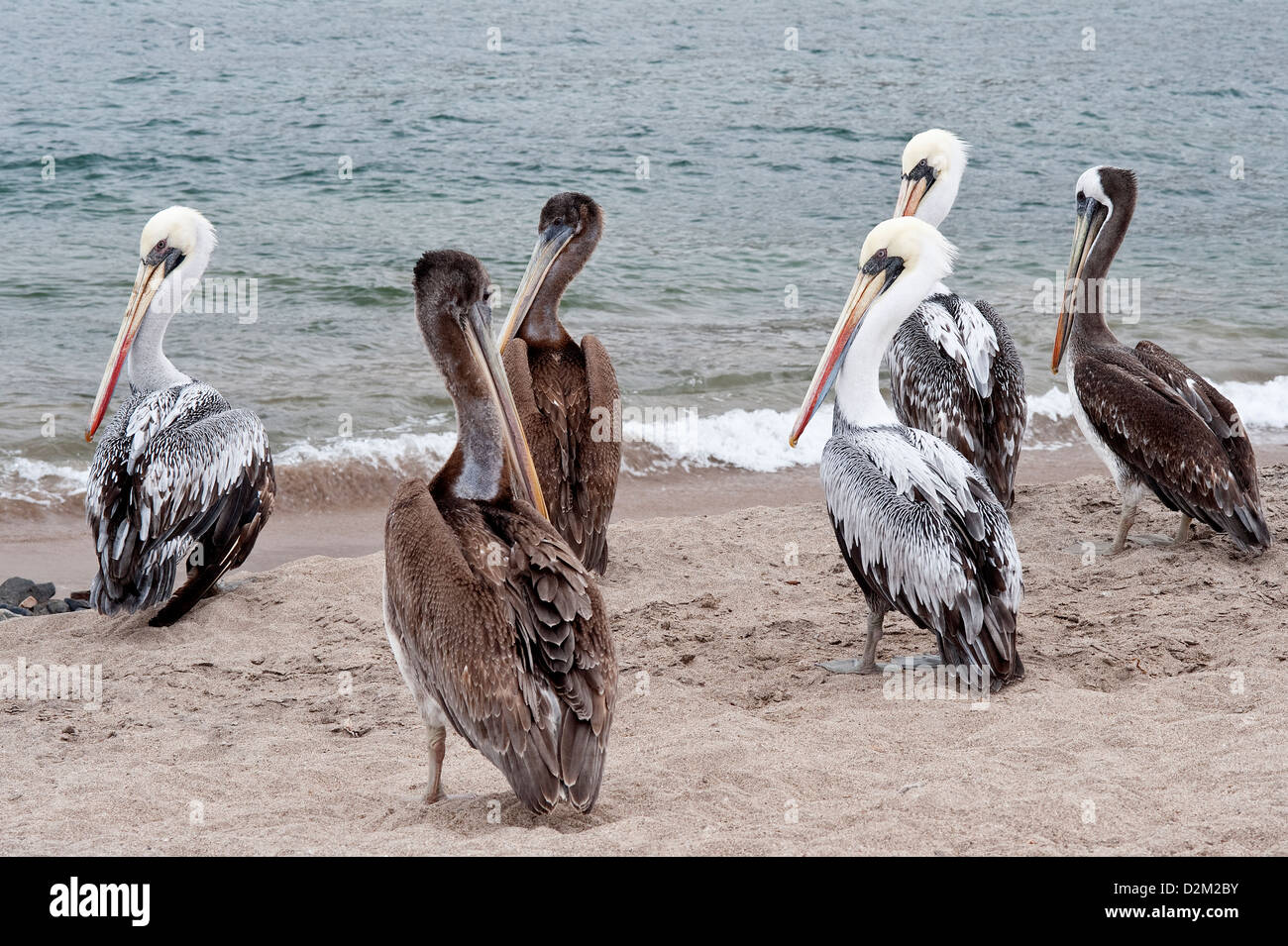 Peruvian Pelican (Pelecanus thagus) adult and juvenile group near ...