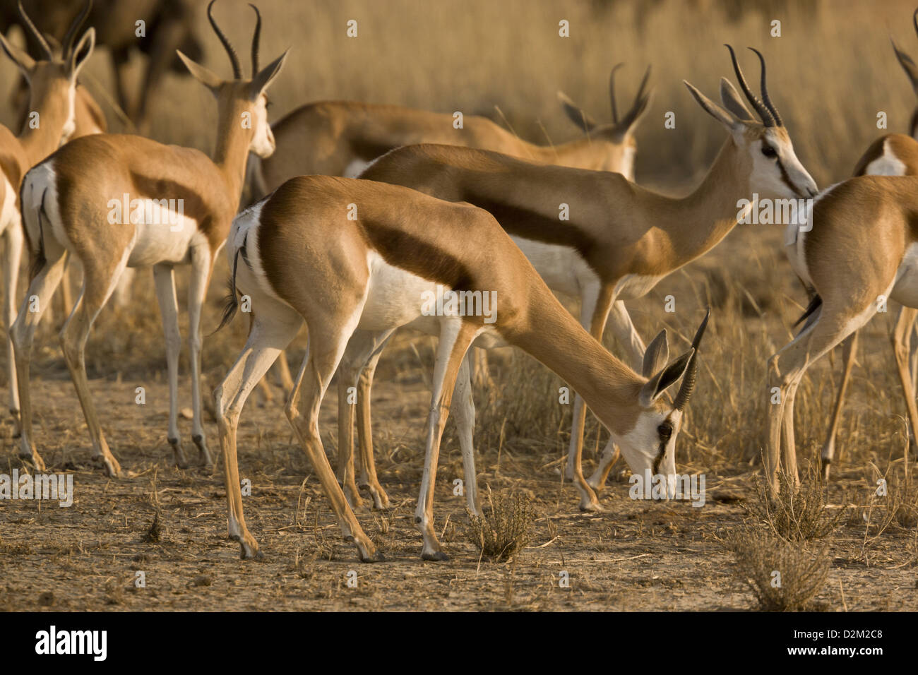 Herd of Springbok (Antidorcas marsupialis) Kalahari desert, South ...