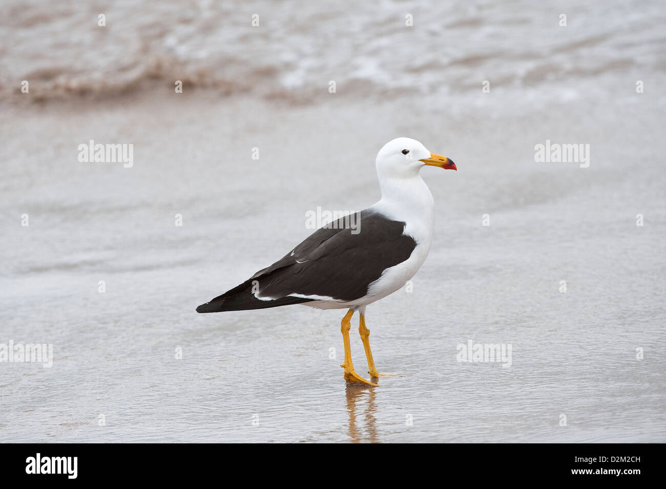Band-tailed Gull, Gaviota peruana (Larus belcheri) adult breeding ...