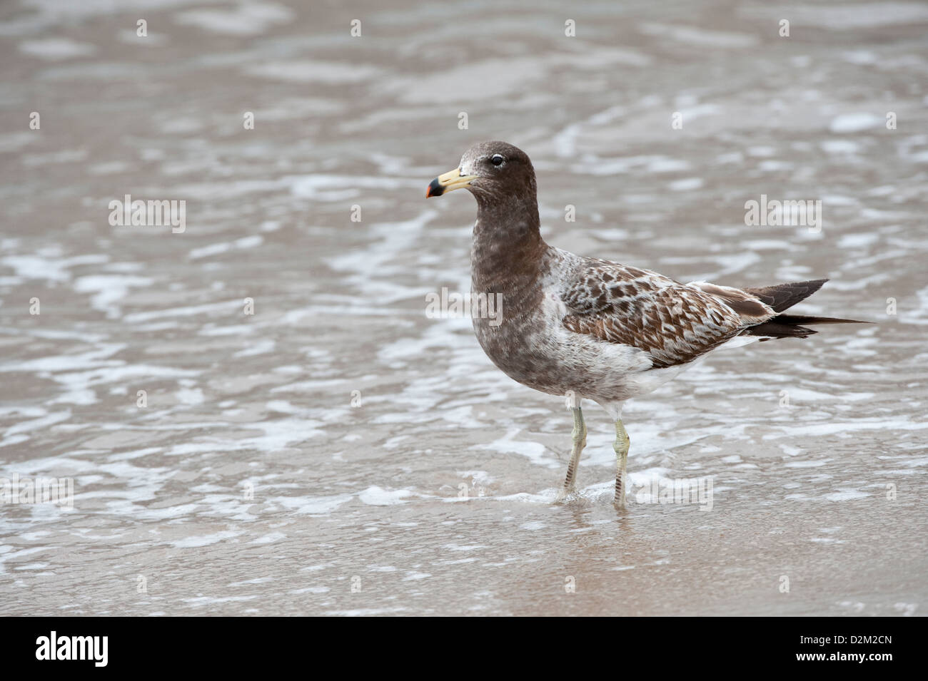 Band-tailed Gull, Gaviota peruana (Larus belcheri) juvenile plumage ...
