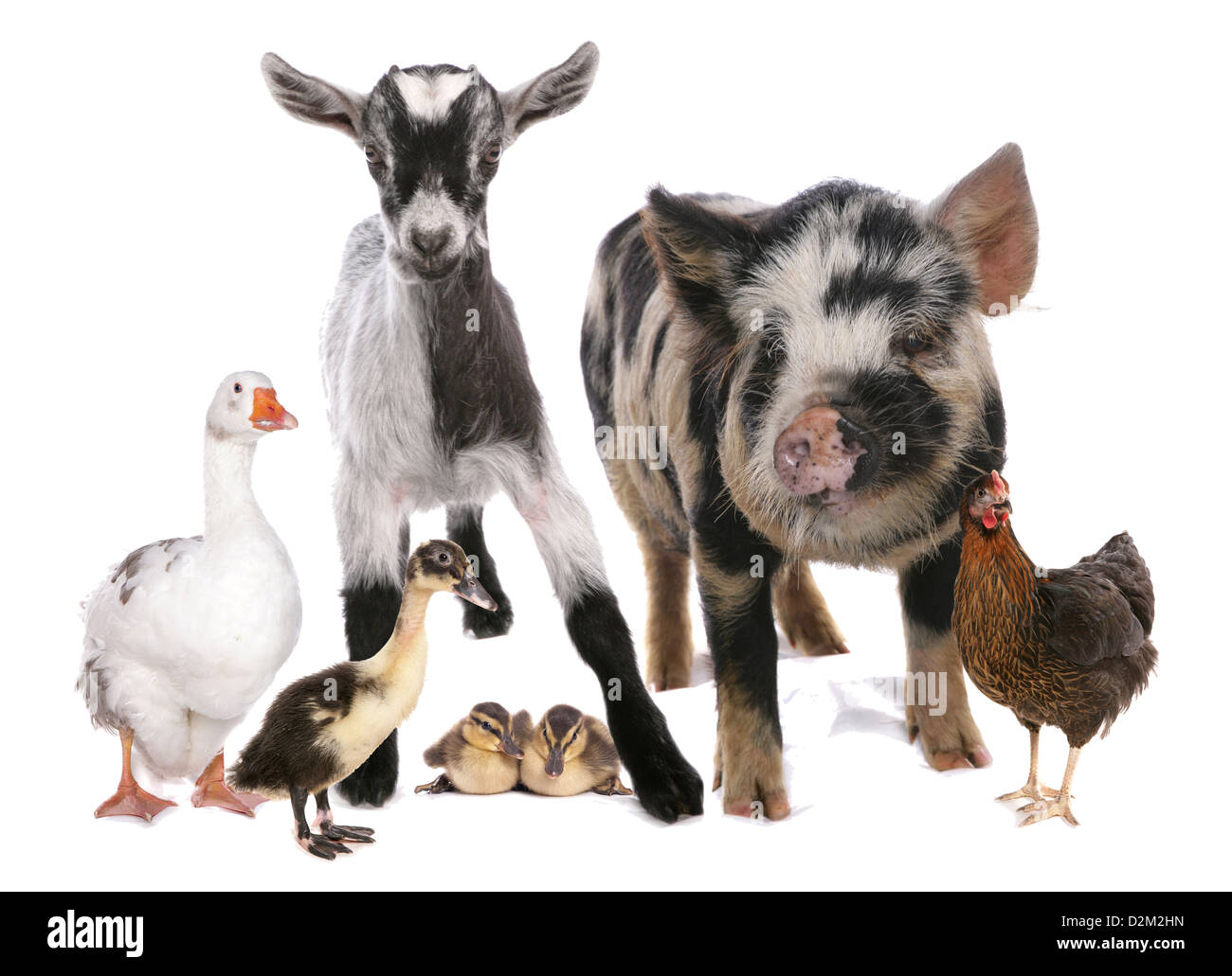 Group of farm animals studio cutout Stock Photo - Alamy