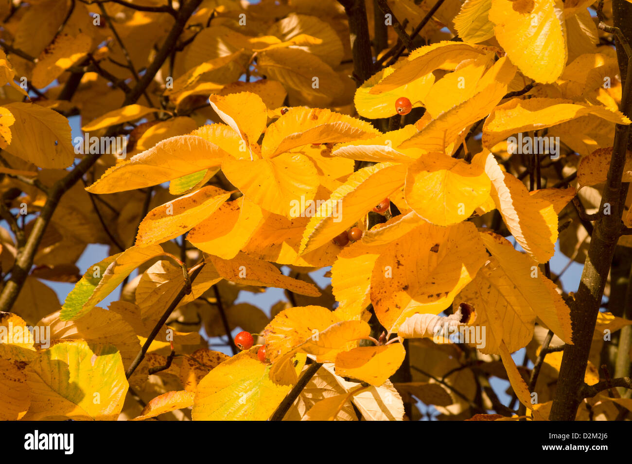 Whitebeam tree hi-res stock photography and images - Alamy