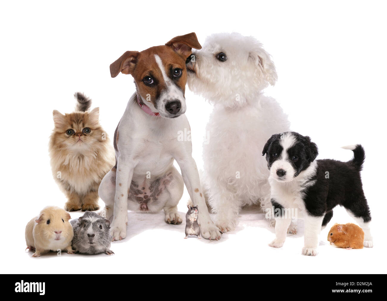 Group of pets studio cutout Stock Photo - Alamy