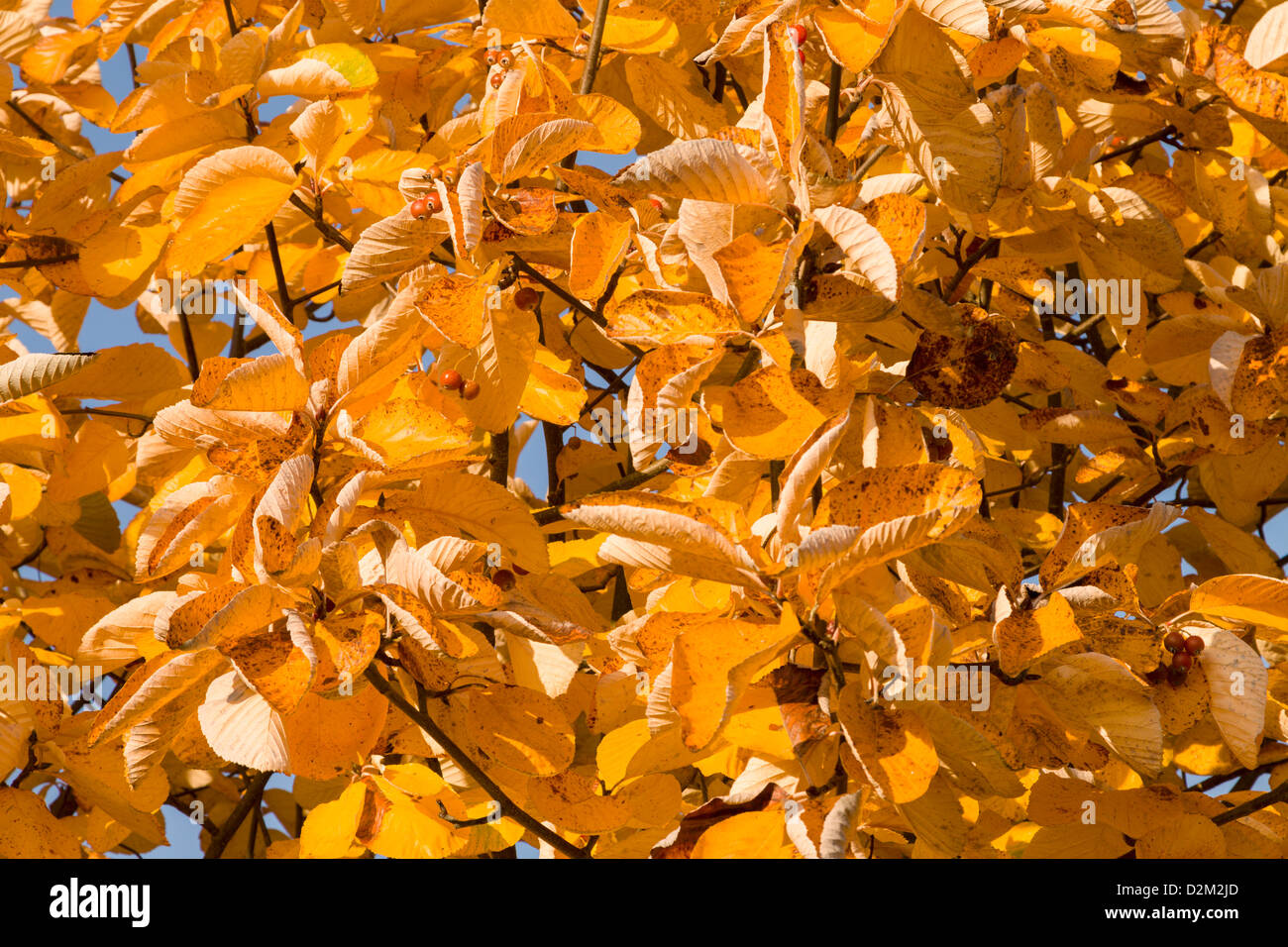 Whitebeam tree hi-res stock photography and images - Alamy