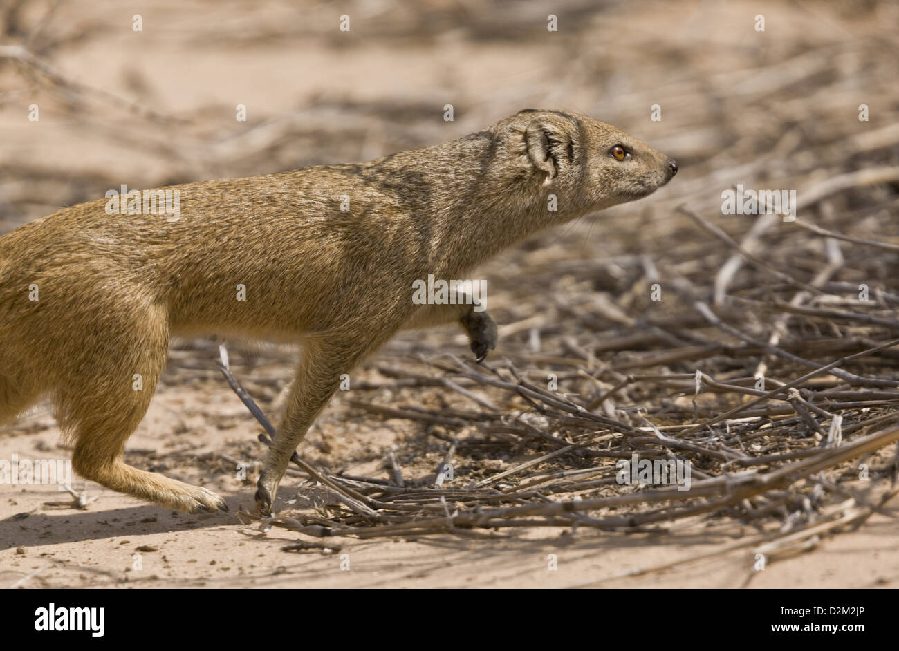 Yellow Mongoose (Cynictis penicillata) hunting in daytime, Kalahari ...