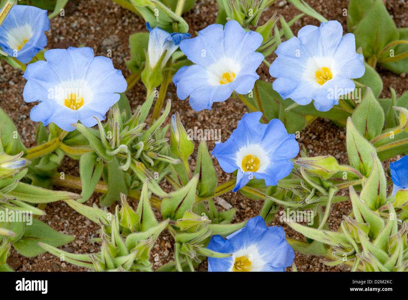 Chilean Bell Flower (Nolana elegans ?) flowers on the way to Mirador ...