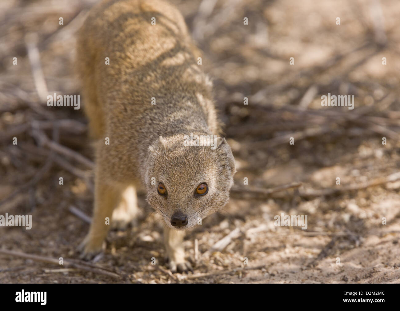 Cynictis penicillata yellow mongoose hi-res stock photography and ...