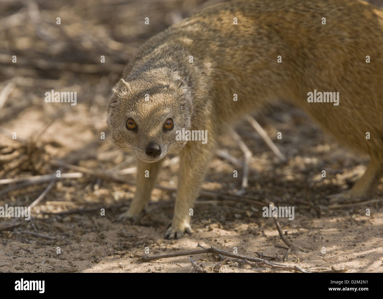 Yellow Mongoose (Cynictis penicillata) hunting in daytime, Kalahari ...