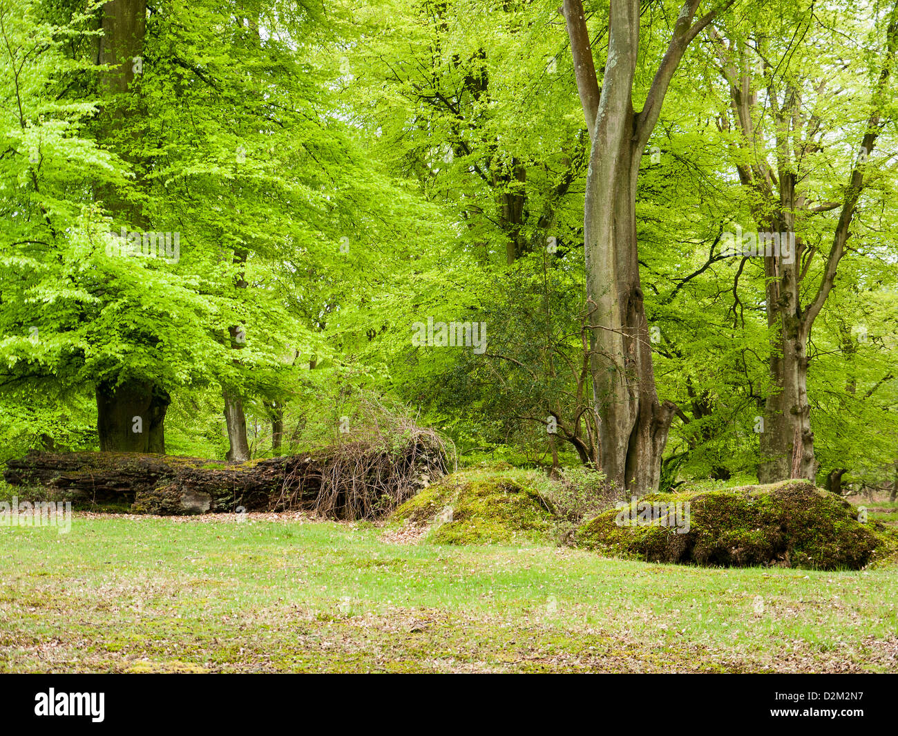 New forest spring uk hi-res stock photography and images - Alamy