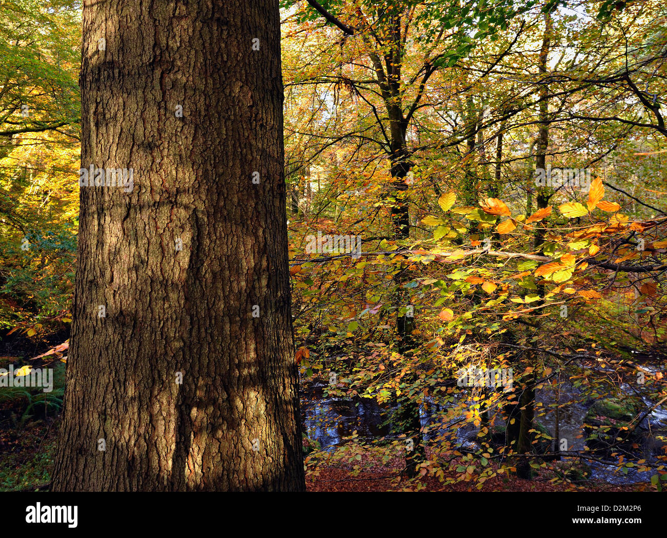 Autumn golden leaved trees hi-res stock photography and images - Alamy