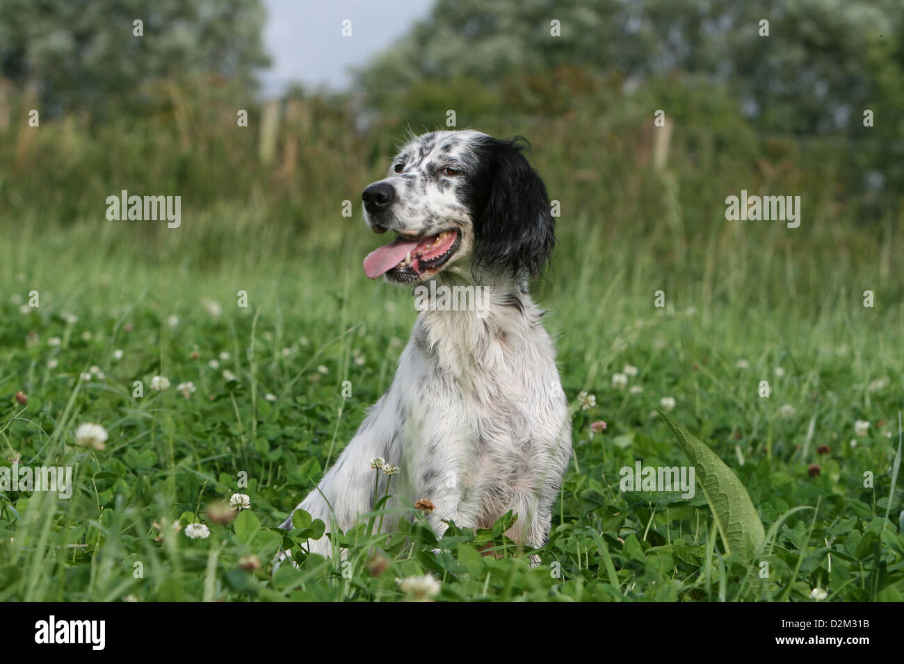 Dog English Setter adult (blue Belton) sitting in a meadow Stock Photo ...