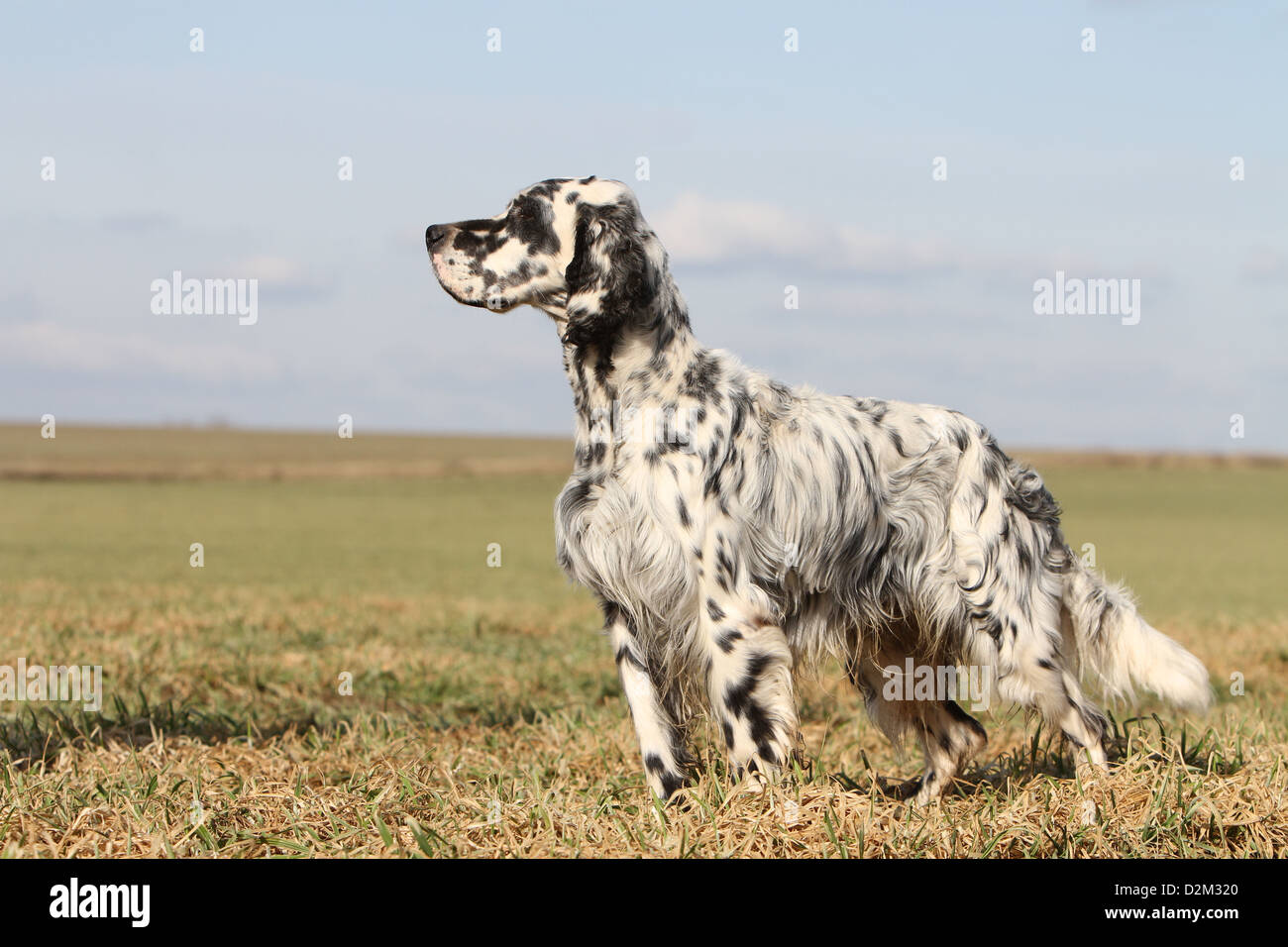 Dog English Setter adult (blue Belton) standard profile Stock Photo - Alamy