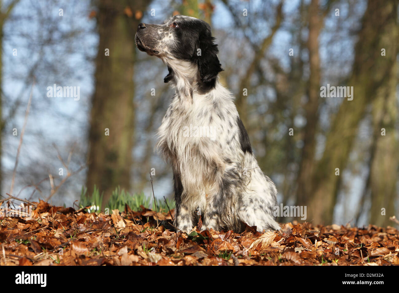 Dog English Setter adult (blue Belton) sitting in a wood Stock Photo ...