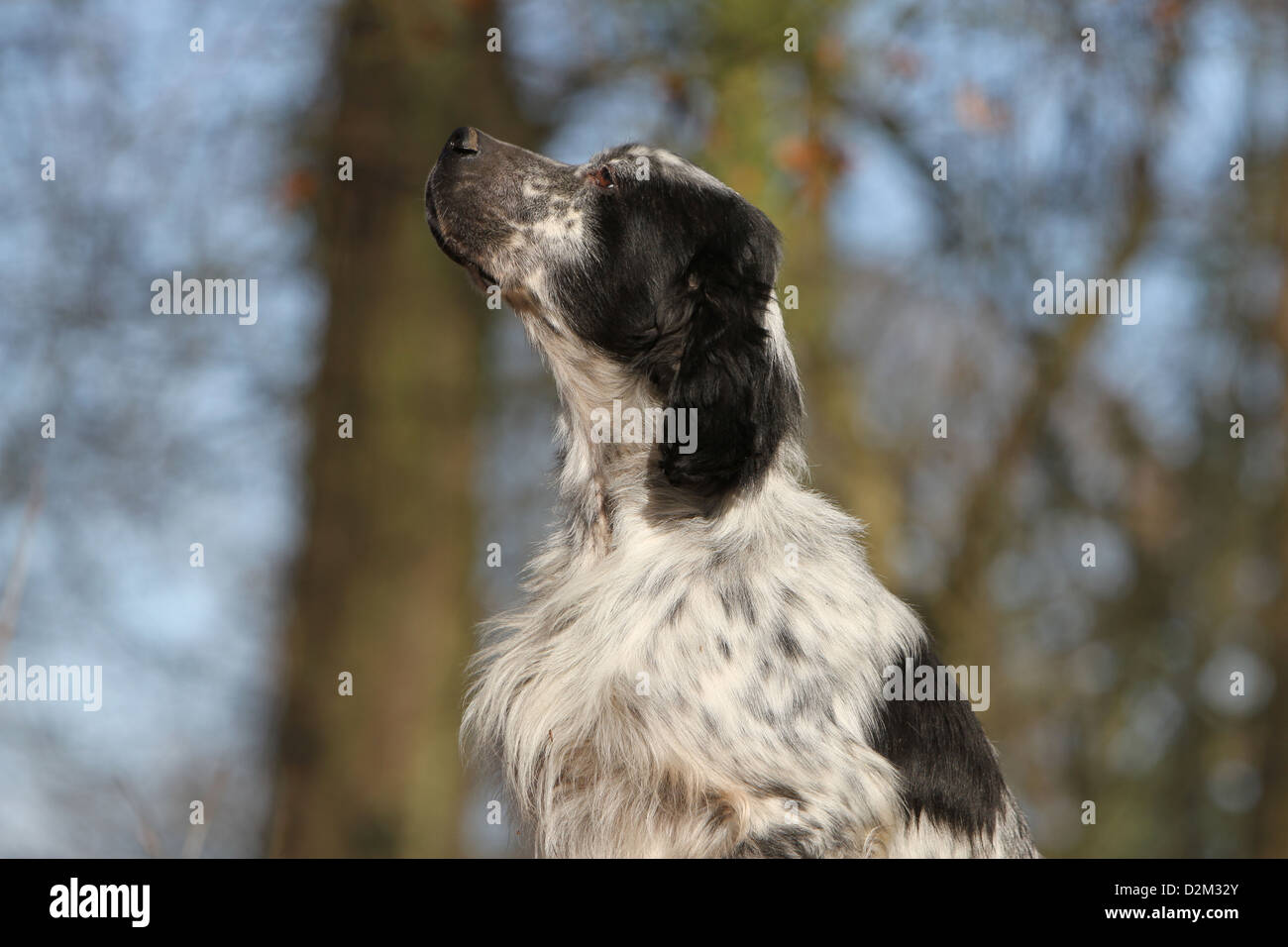 Dog English Setter adult (blue Belton) portrait profile Stock Photo - Alamy