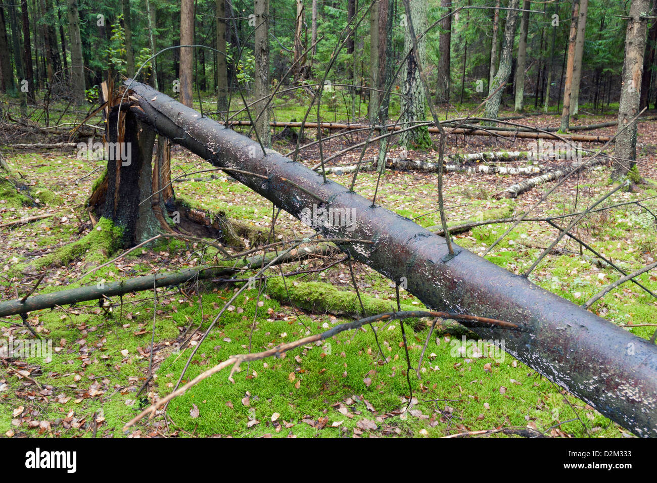 big broken tree in forest windfall area Stock Photo - Alamy