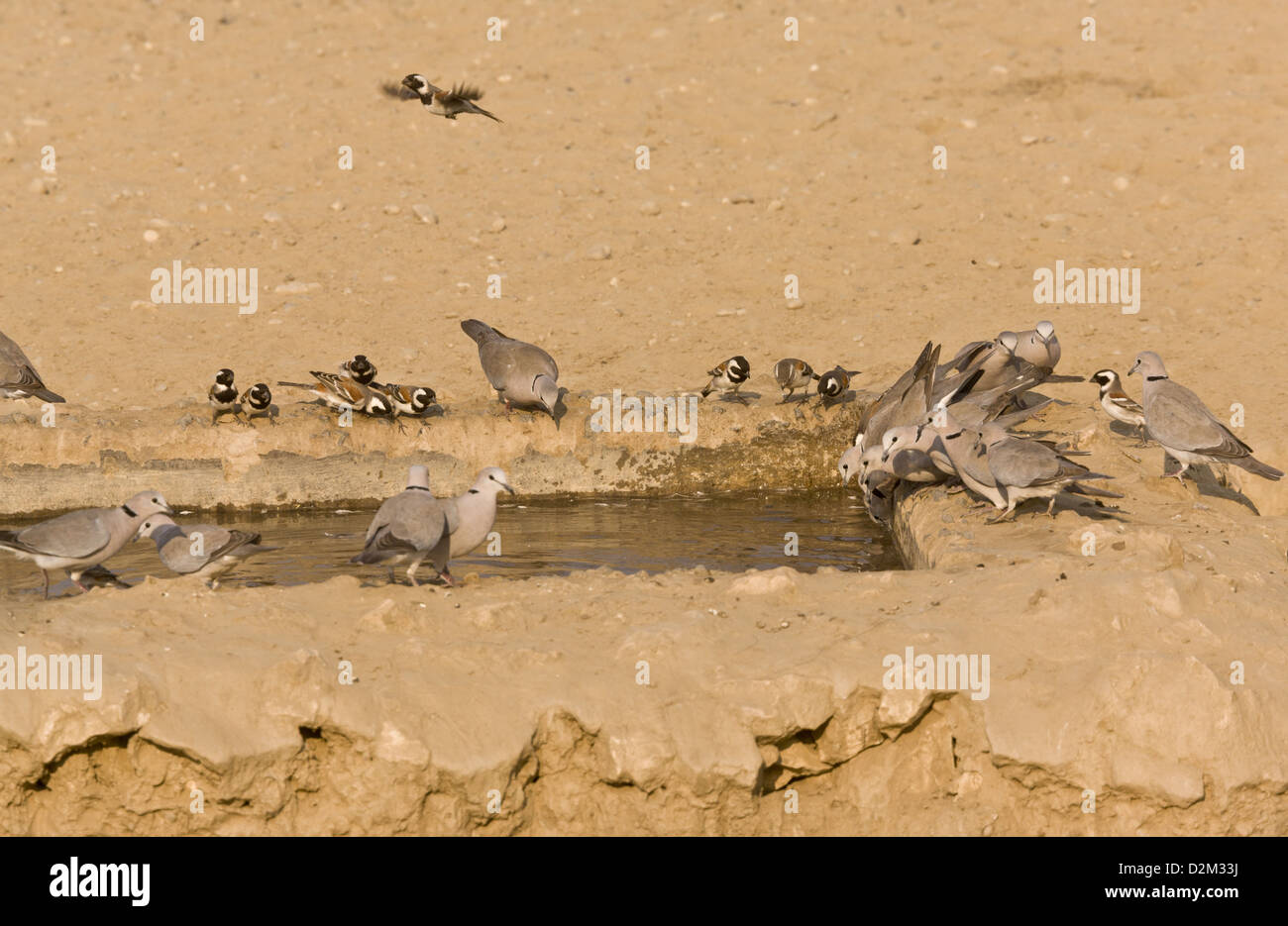 Cape Turtle Dove or Ring-necked Doves and Cape Sparrows drinking at ...