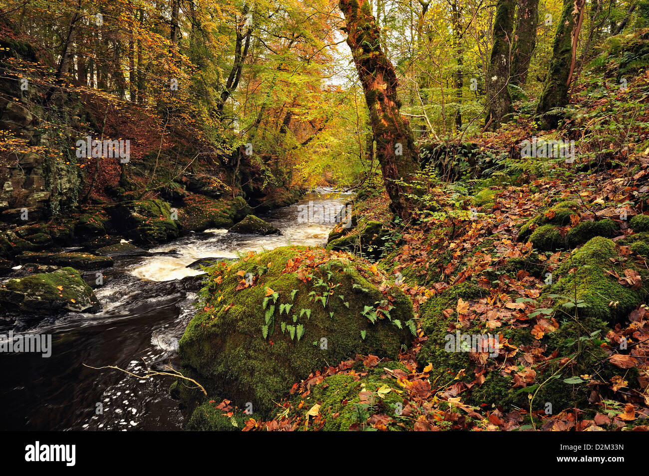 Autumn fall colour in broad-leaved woodlands in Scotland Stock Photo ...