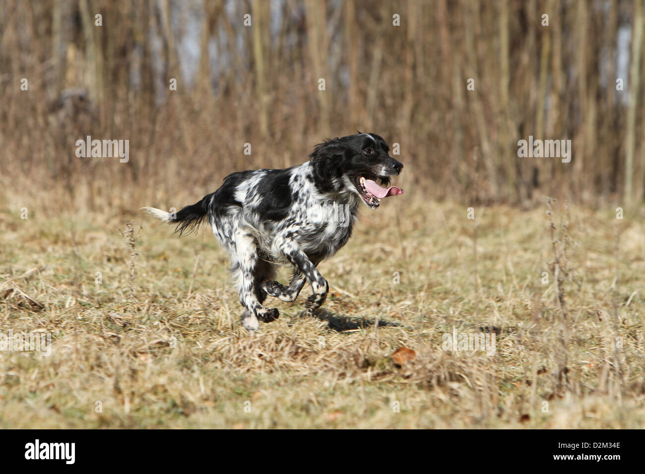Dog English Setter adult (blue Belton) running in a field Stock Photo ...